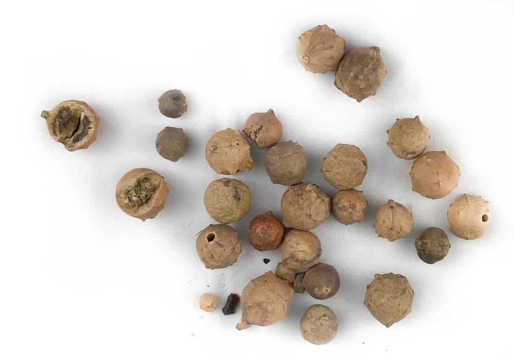 Gall Nuts – Hudson Highlands co.